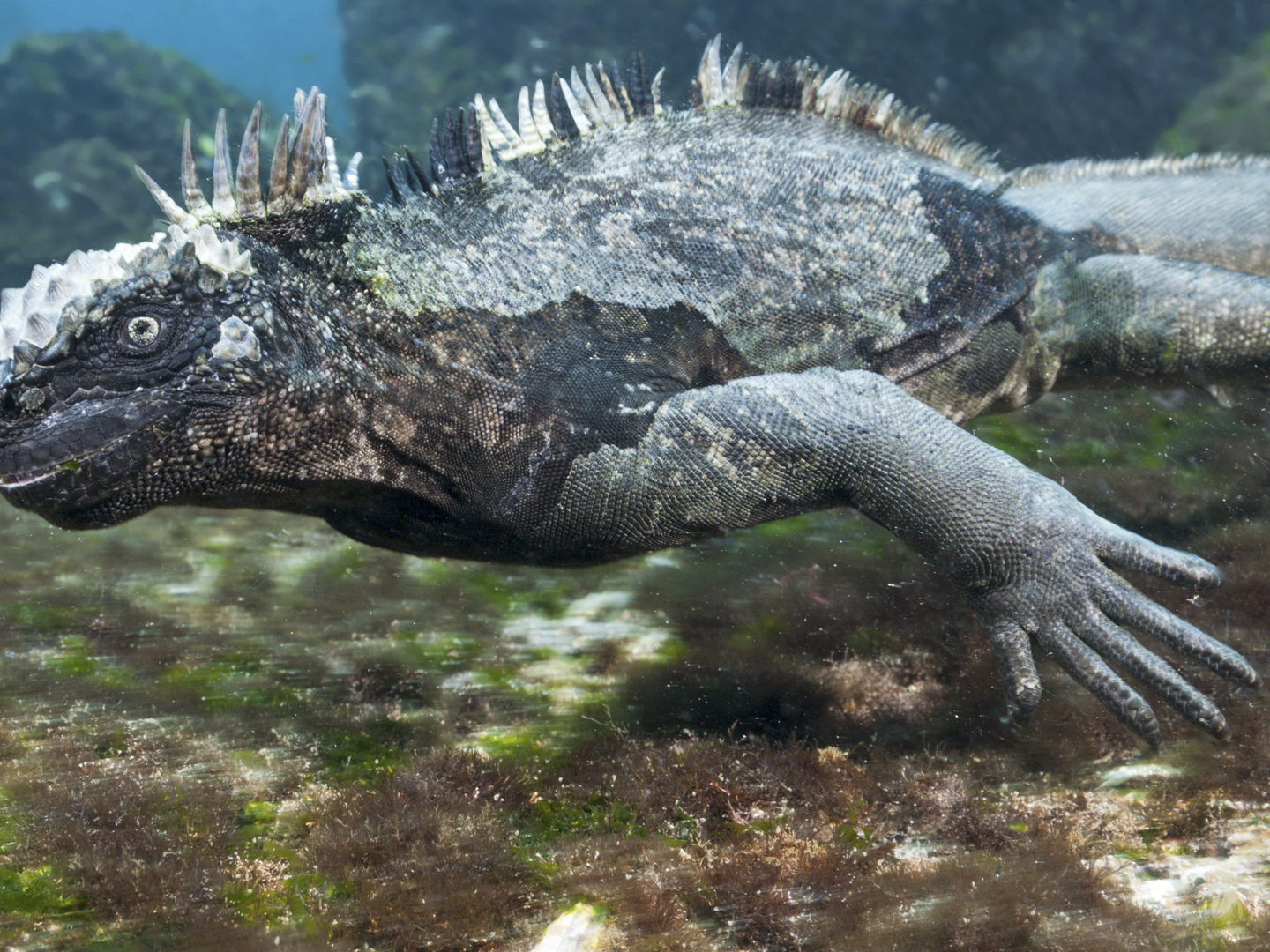 Prime Video: Animal Battlegrounds - Season 1