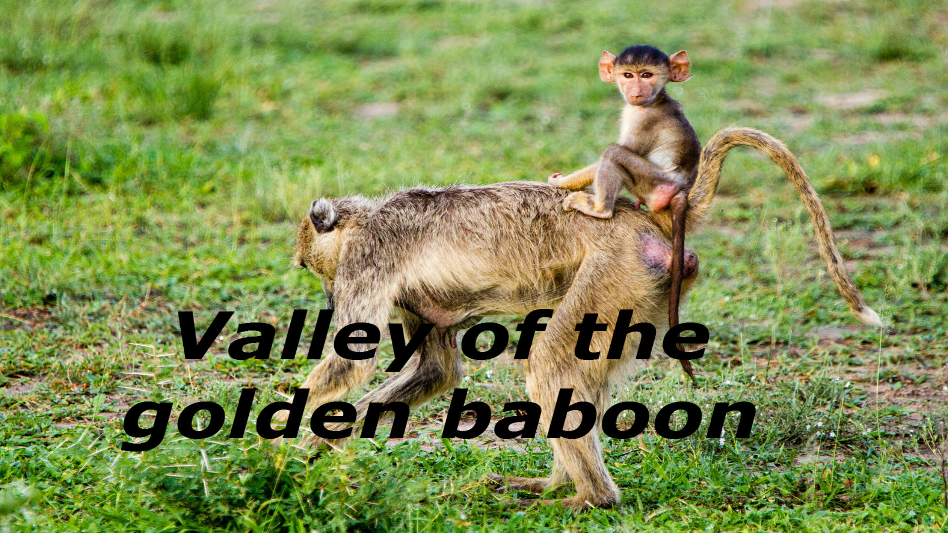 Watch Valley of the golden baboon | Prime Video
