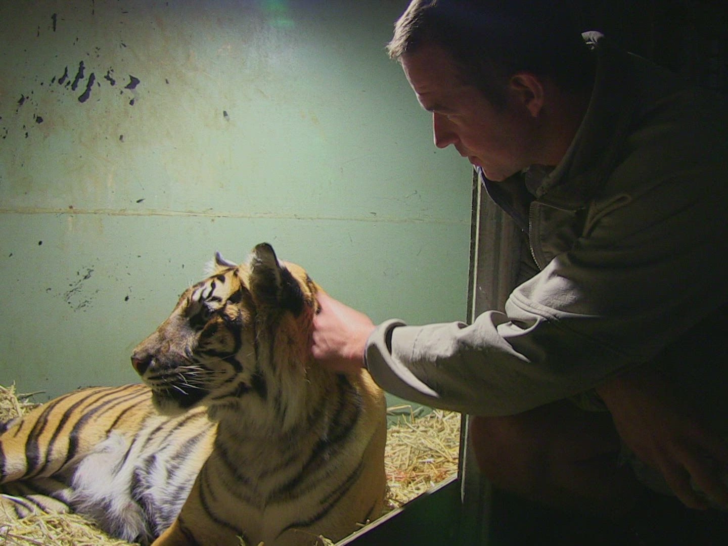 Prime Video: Tigers About the House - Season 1