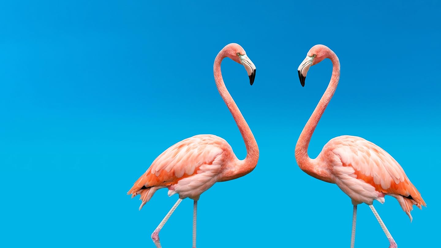 Watch The Mating Game - Season 1 | Prime Video