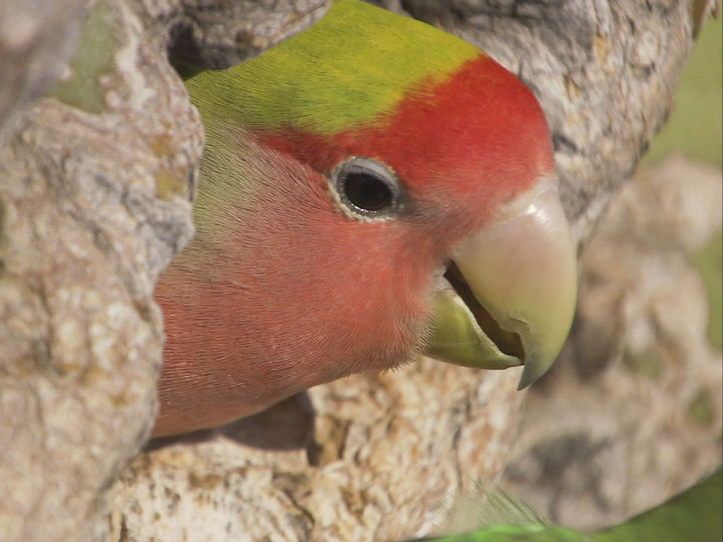 Prime Video: Nature's Greatest Talents - Season 1