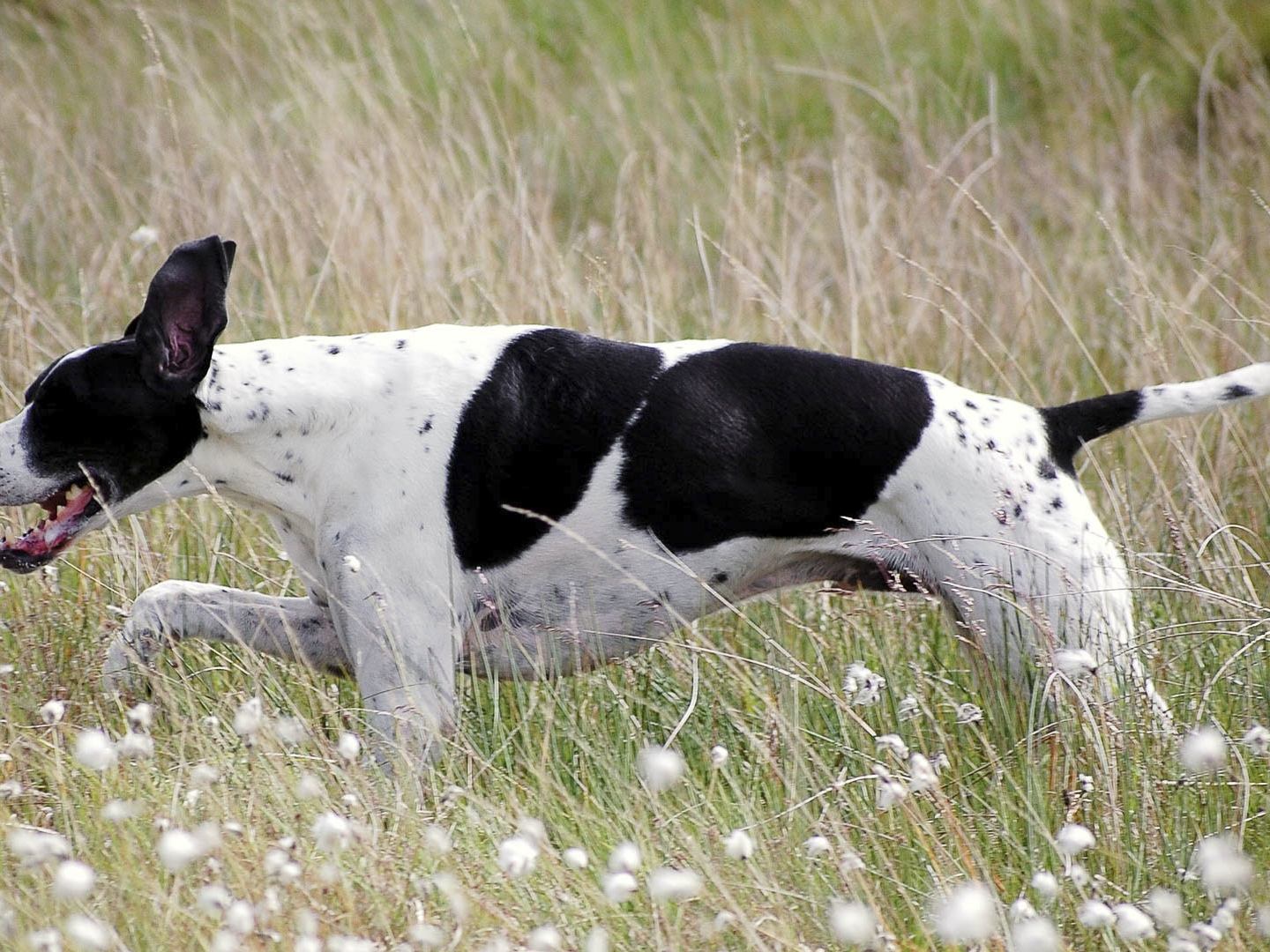 Prime Video: Breed All About It - Season 1