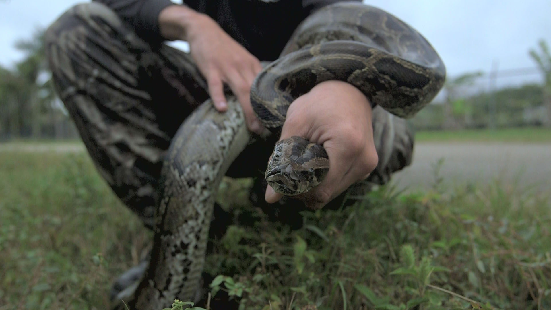 Watch Exotic Invaders: Pythons in the Everglades | Prime Video