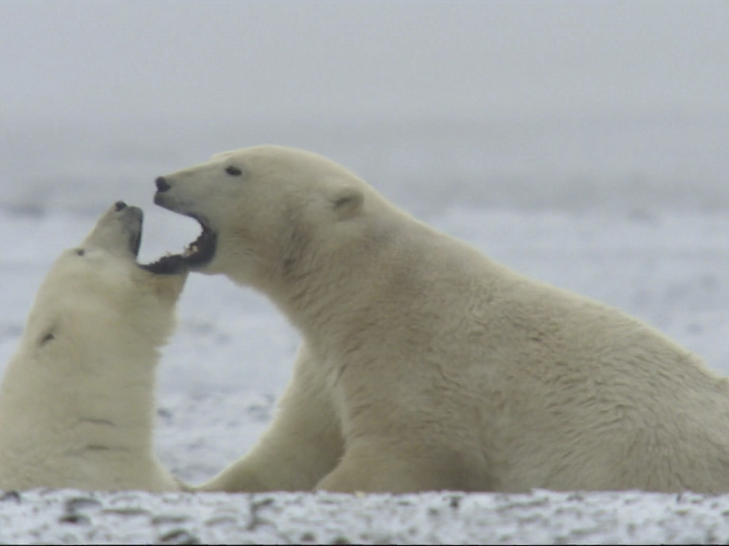 Prime Video: Wild Russia - Season 1