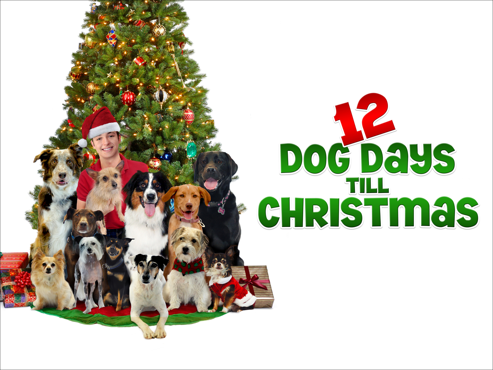 Prime Video: 12 Dog Days Till Christmas - Season 1