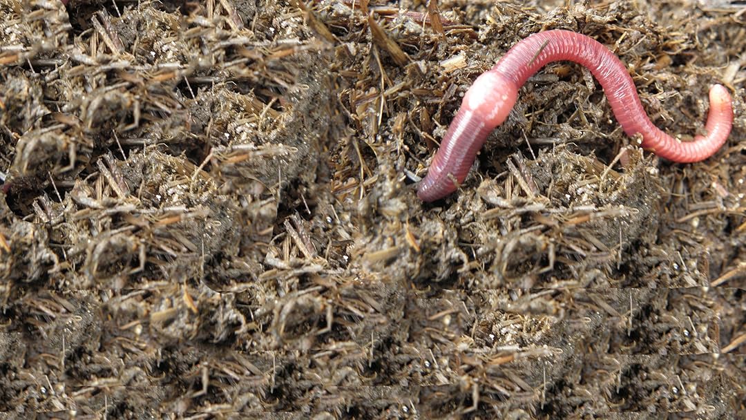 Watch Super Worm | Prime Video