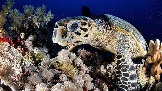 Prime Video: The Blue Ocean Life