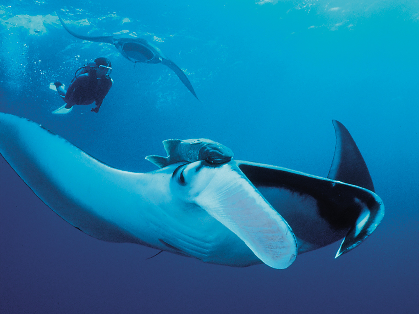 Prime Video: Ocean Odyssey: The Blue Realm