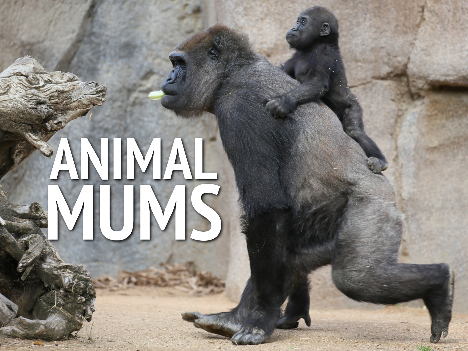 Prime Video: Animal Mums, Season 1