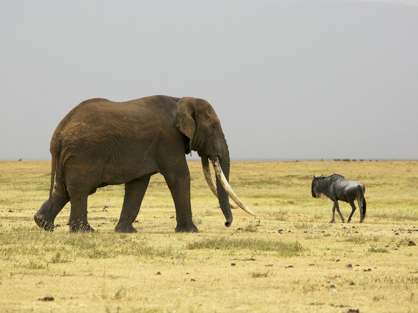 Prime Video: Blood Ivory - Season 1