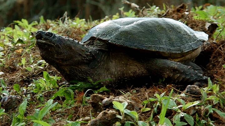 Watch Turtle Tale | Prime Video