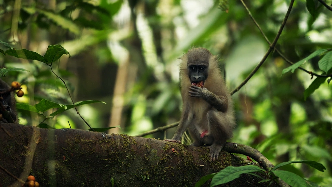 Prime Video: Monkeys of Bioko