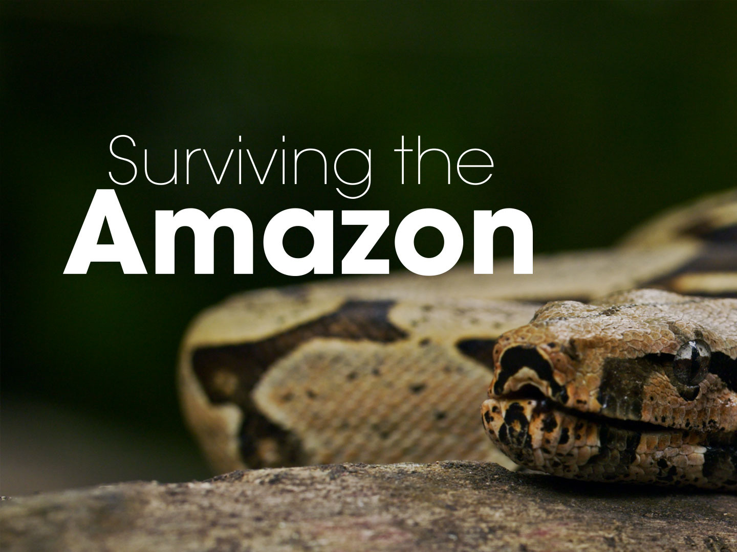 Prime Video: Surviving The Amazon