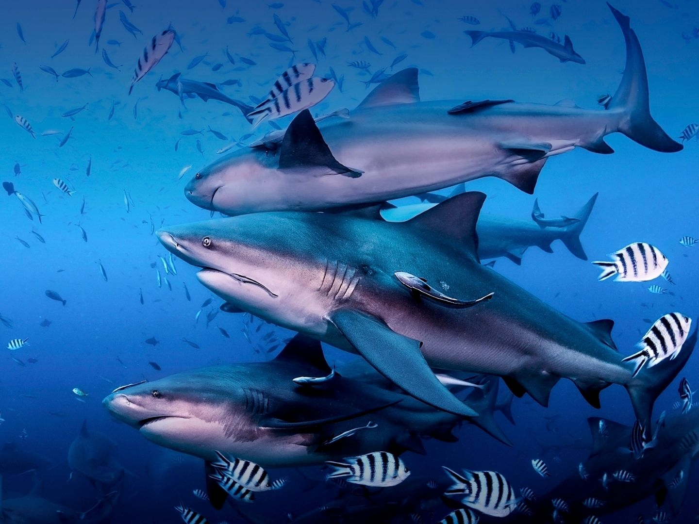 Prime Video: Shark Week - Season 2019