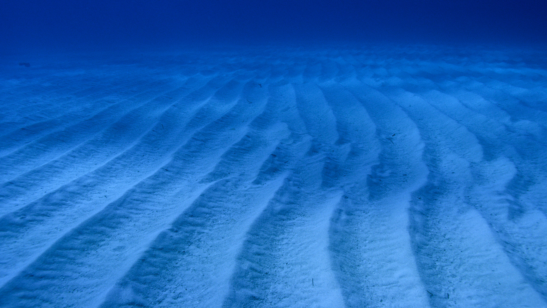 Watch Jonathan Bird's Blue World | Prime Video