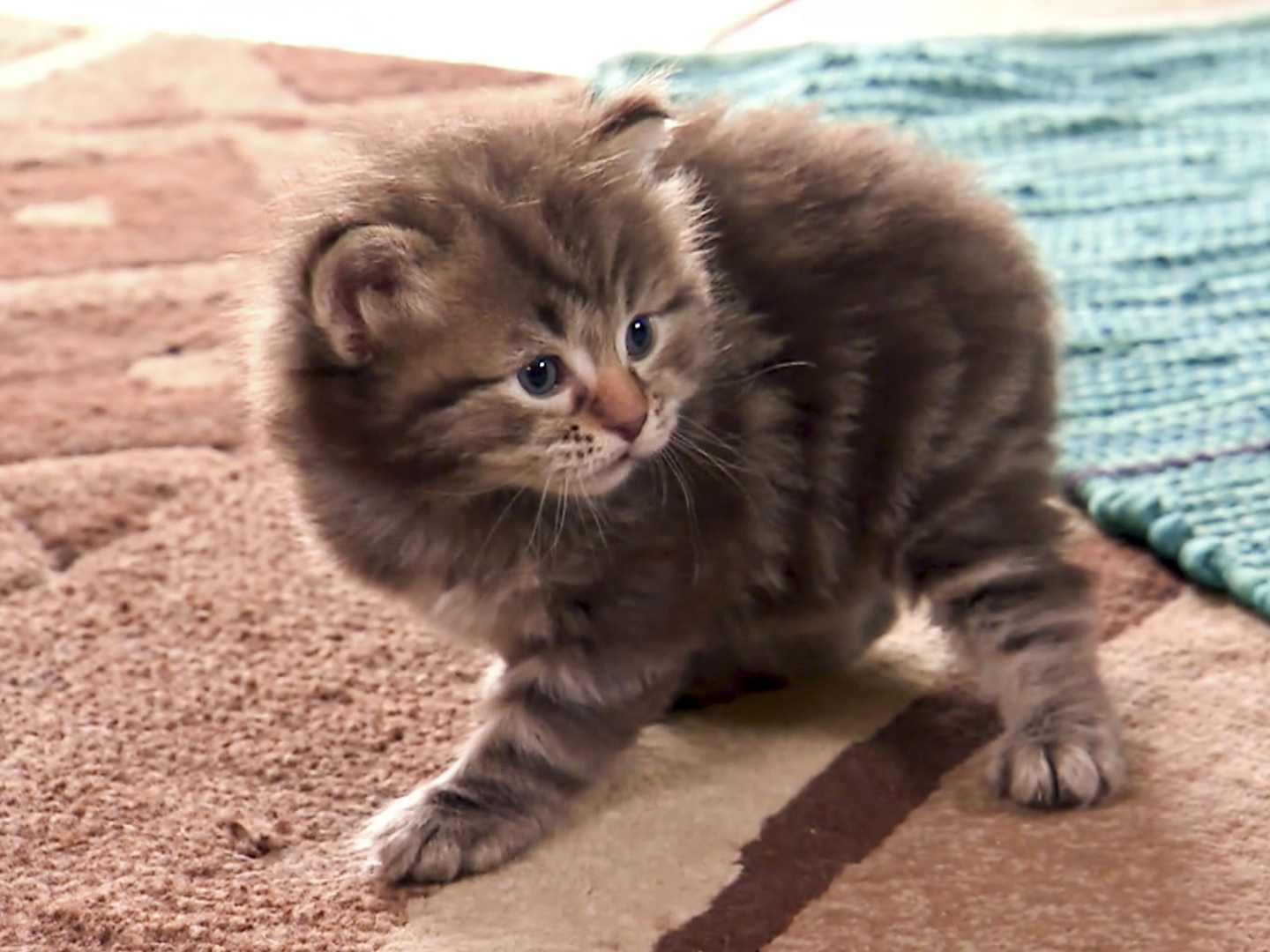 Prime Video: Too Cute! - Season 5