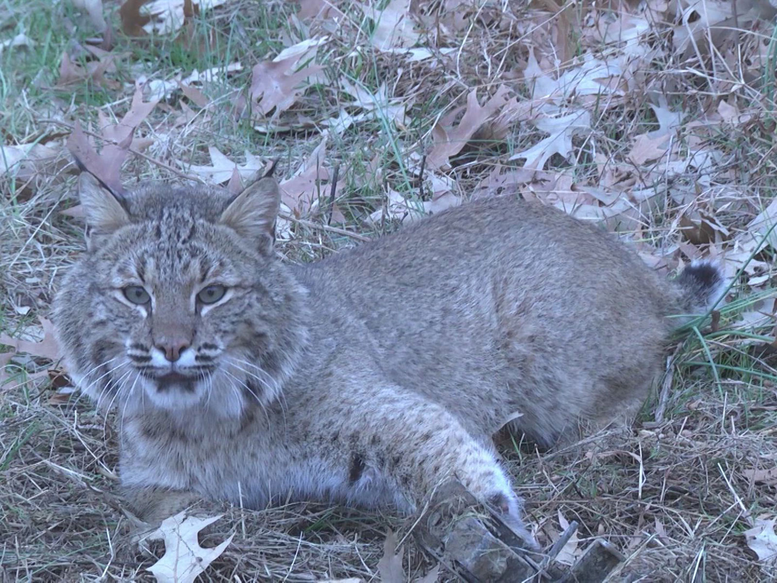 Prime Video: North American Trapper - Season 2