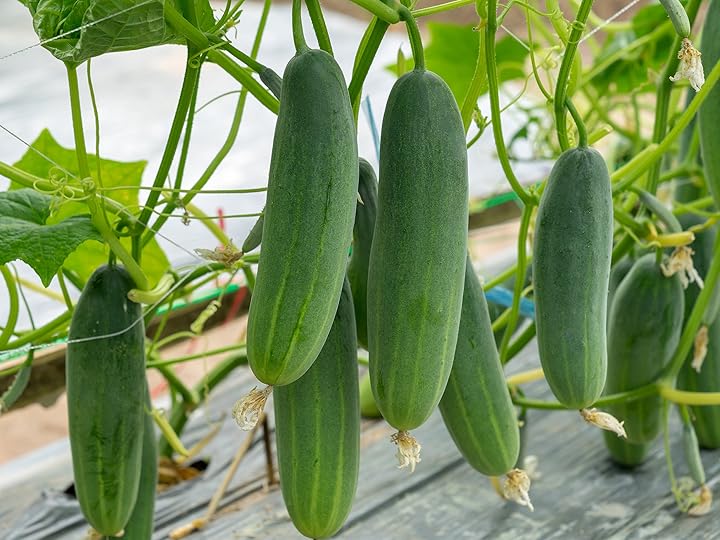 Prime Video: The Botanist's Eye: Identifying the Plants around You