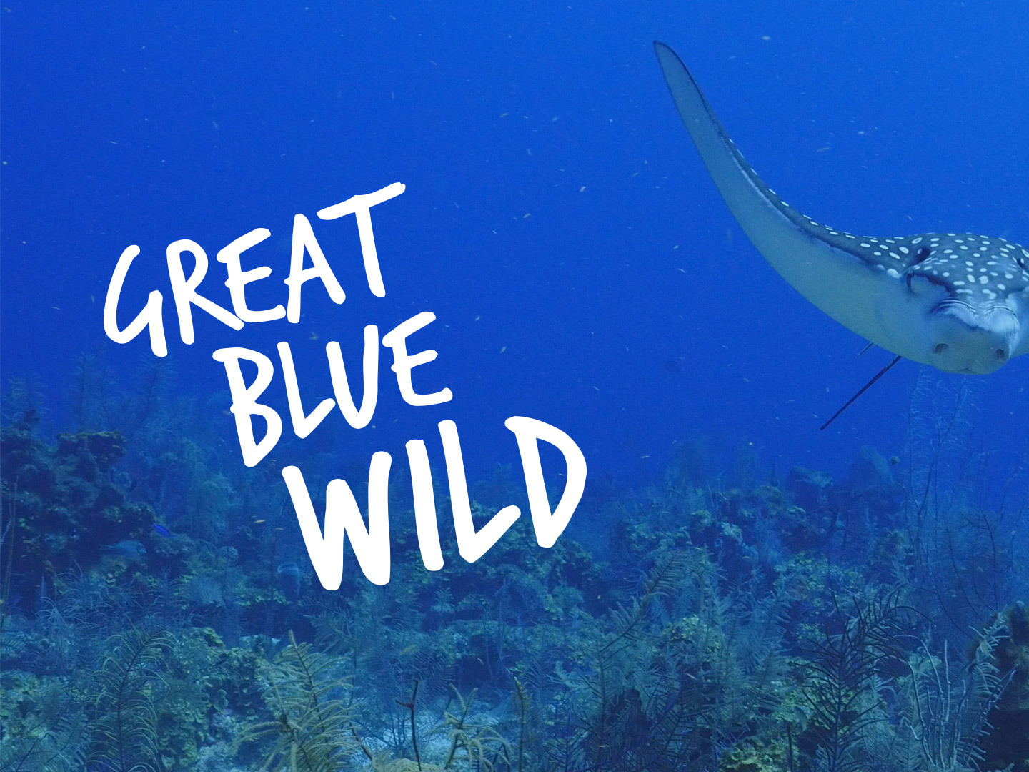 Prime Video: Great Blue Wild - Season 2