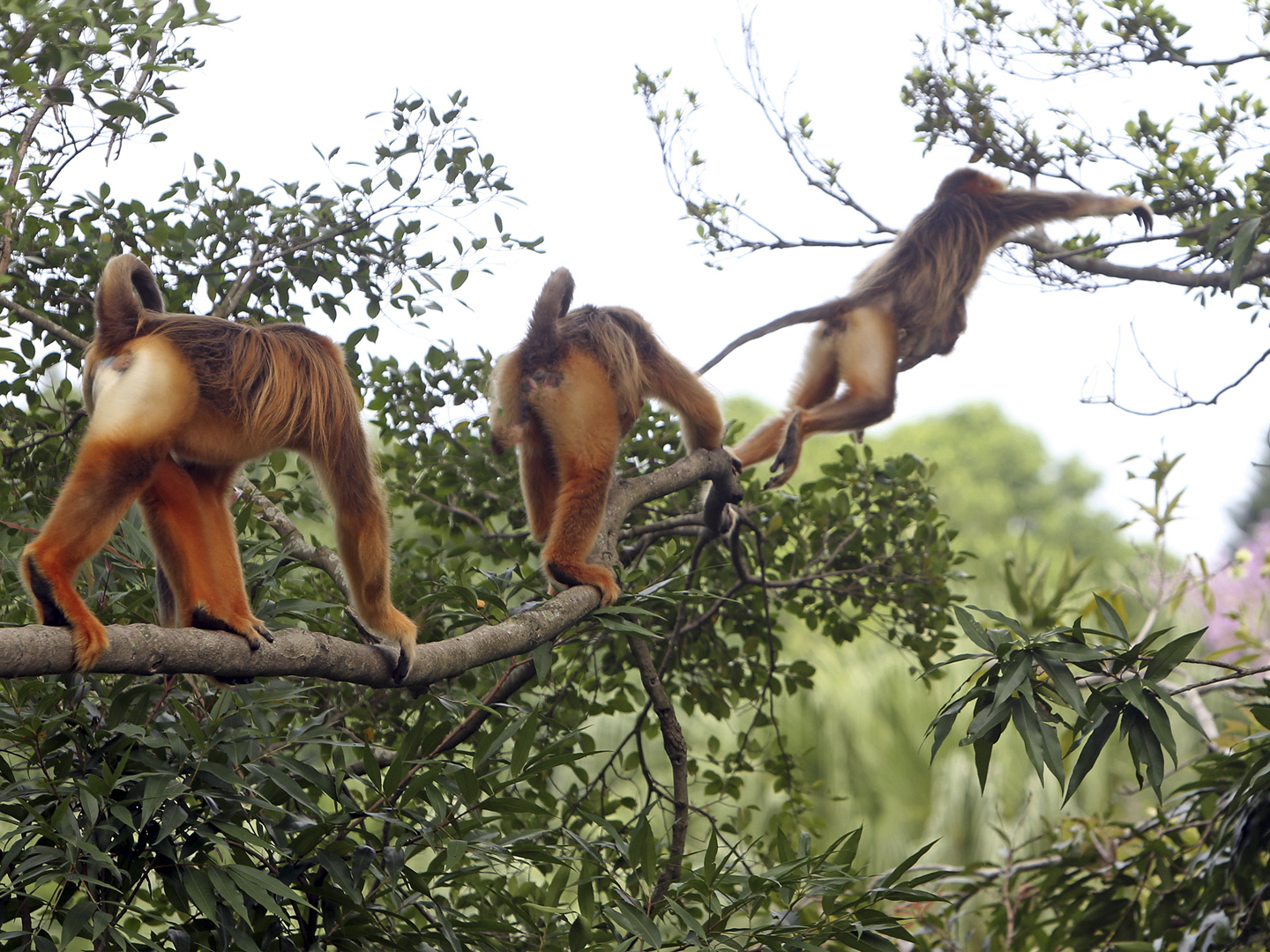 Prime Video: Animal Battlegrounds - Season 1