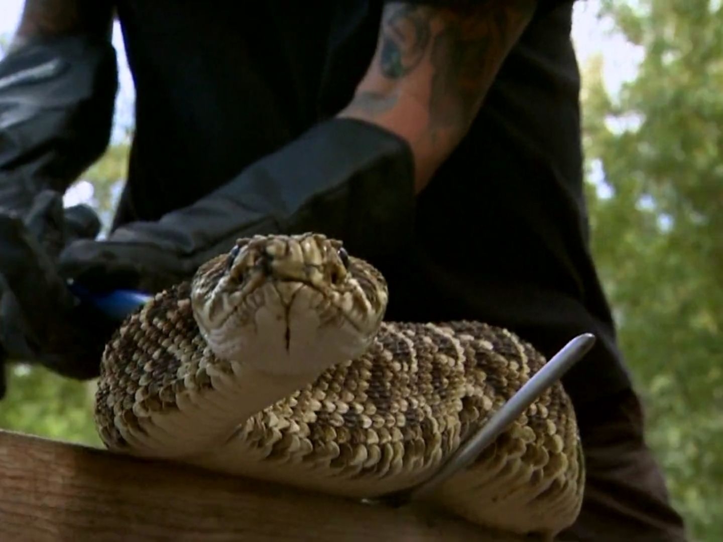 Prime Video: Swamp Brothers - Season 1