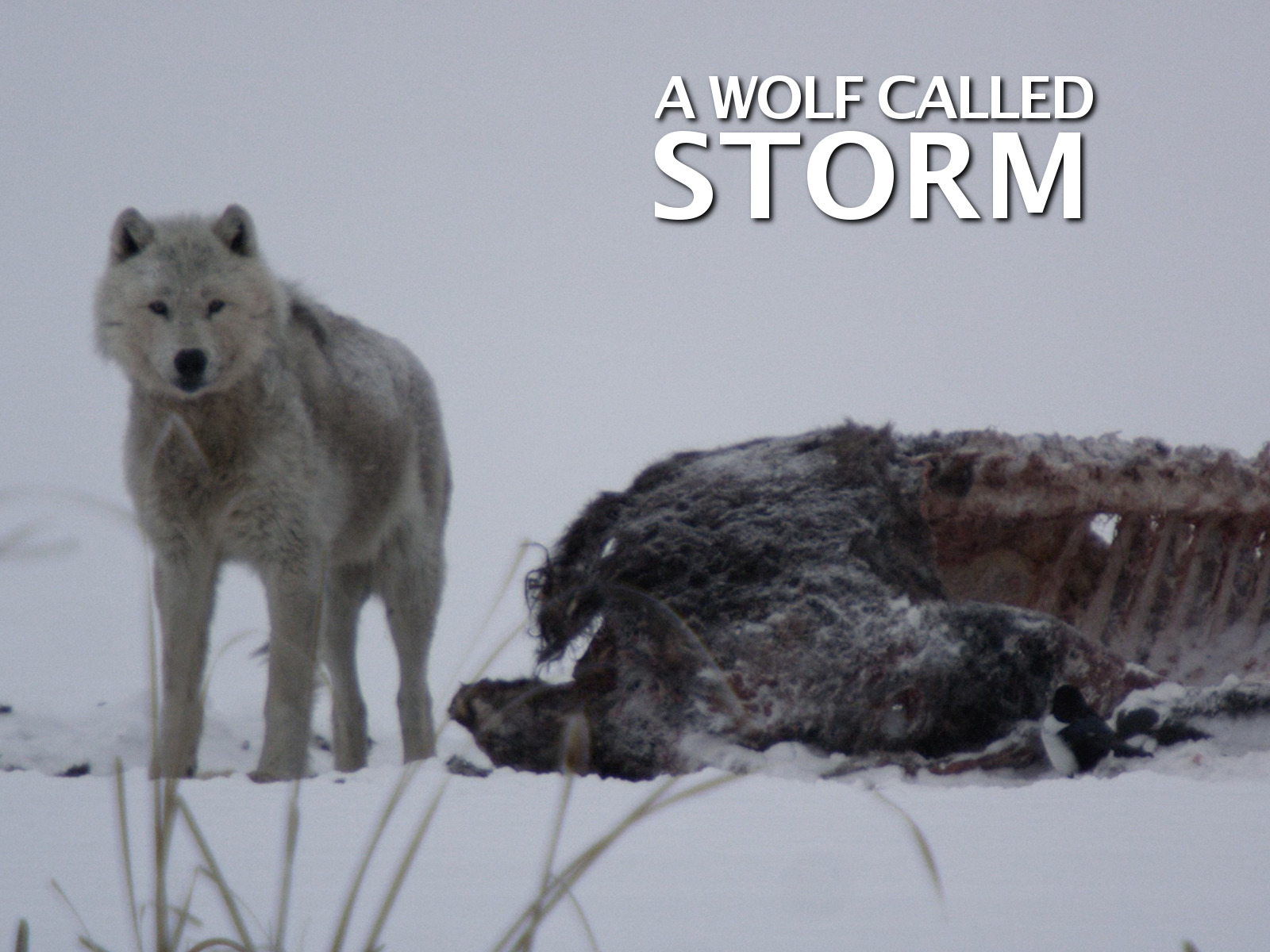 Prime Video: A Wolf Called Storm, Season 1