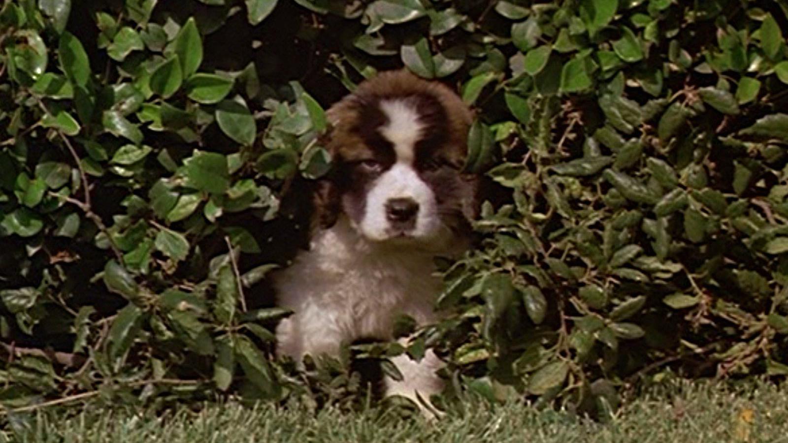 Watch Beethoven | Prime Video