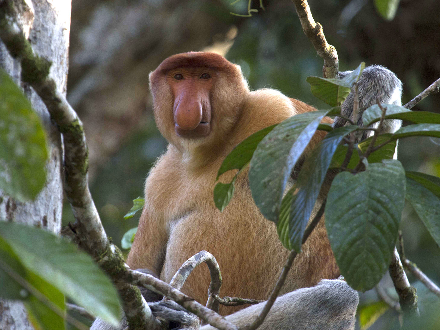 Prime Video: Monkey Planet - Season 1