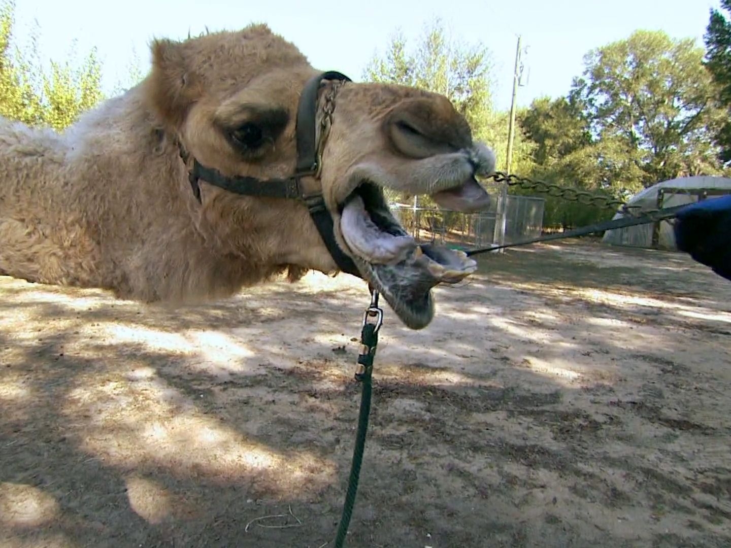 Prime Video: Swamp Brothers - Season 1