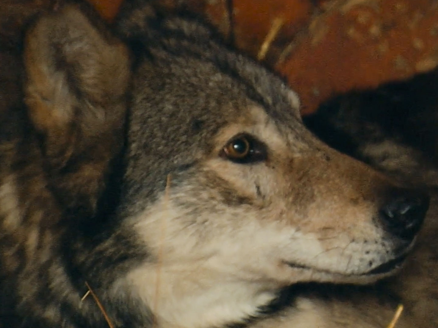 Prime Video: Zoltan the Wolfman - Season 1