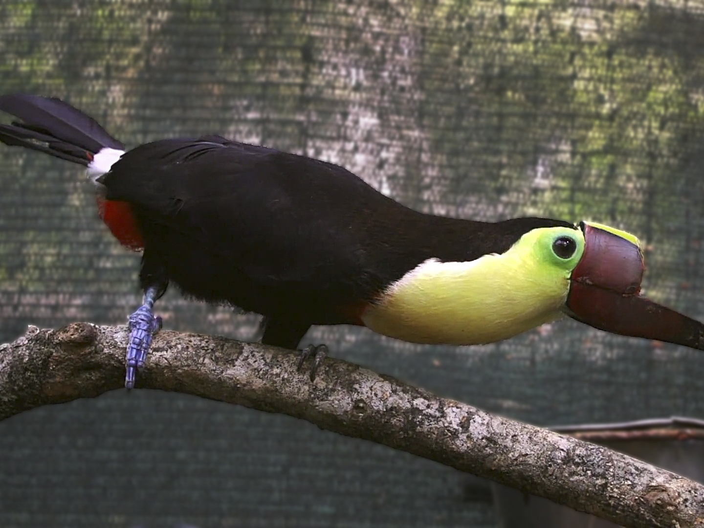 Prime Video: Toucan Nation - Season 1