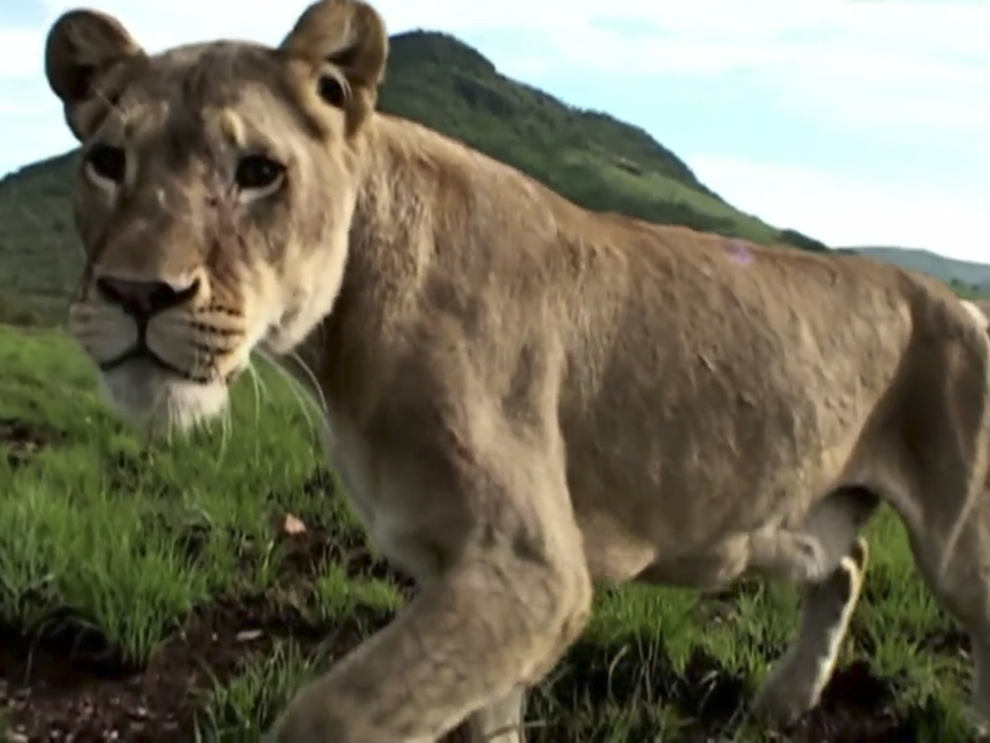 Prime Video: Nature's Deadliest - Season 1