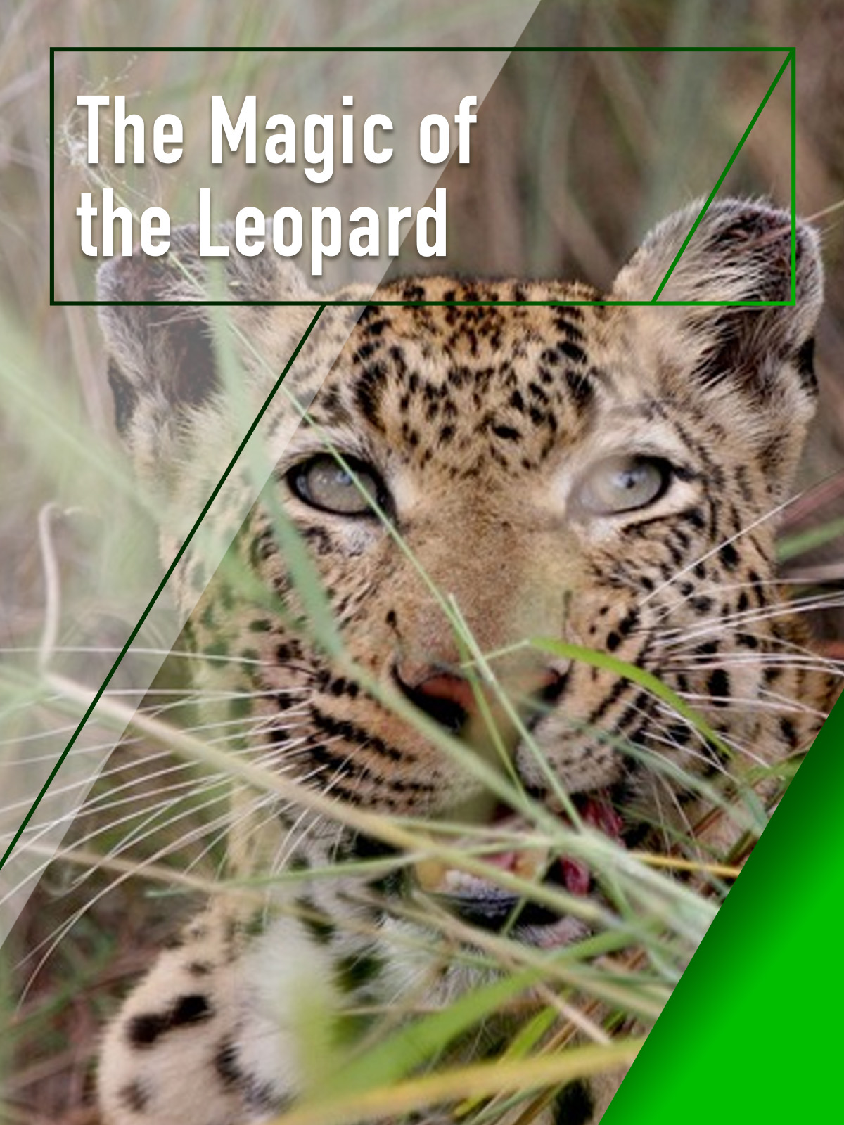 Prime Video: The Magic of the Leopard