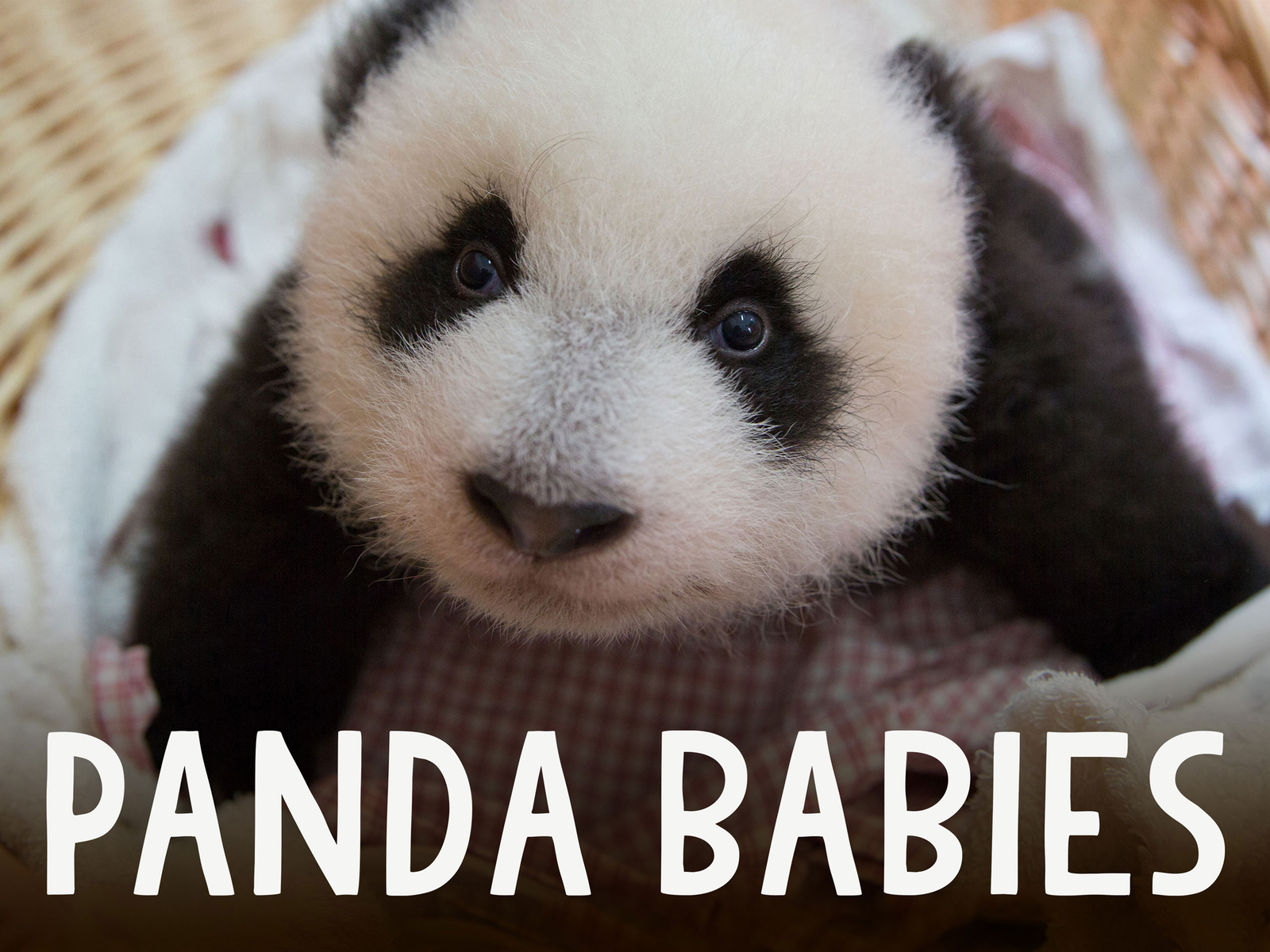 Prime Video: Panda Babies - Season 1