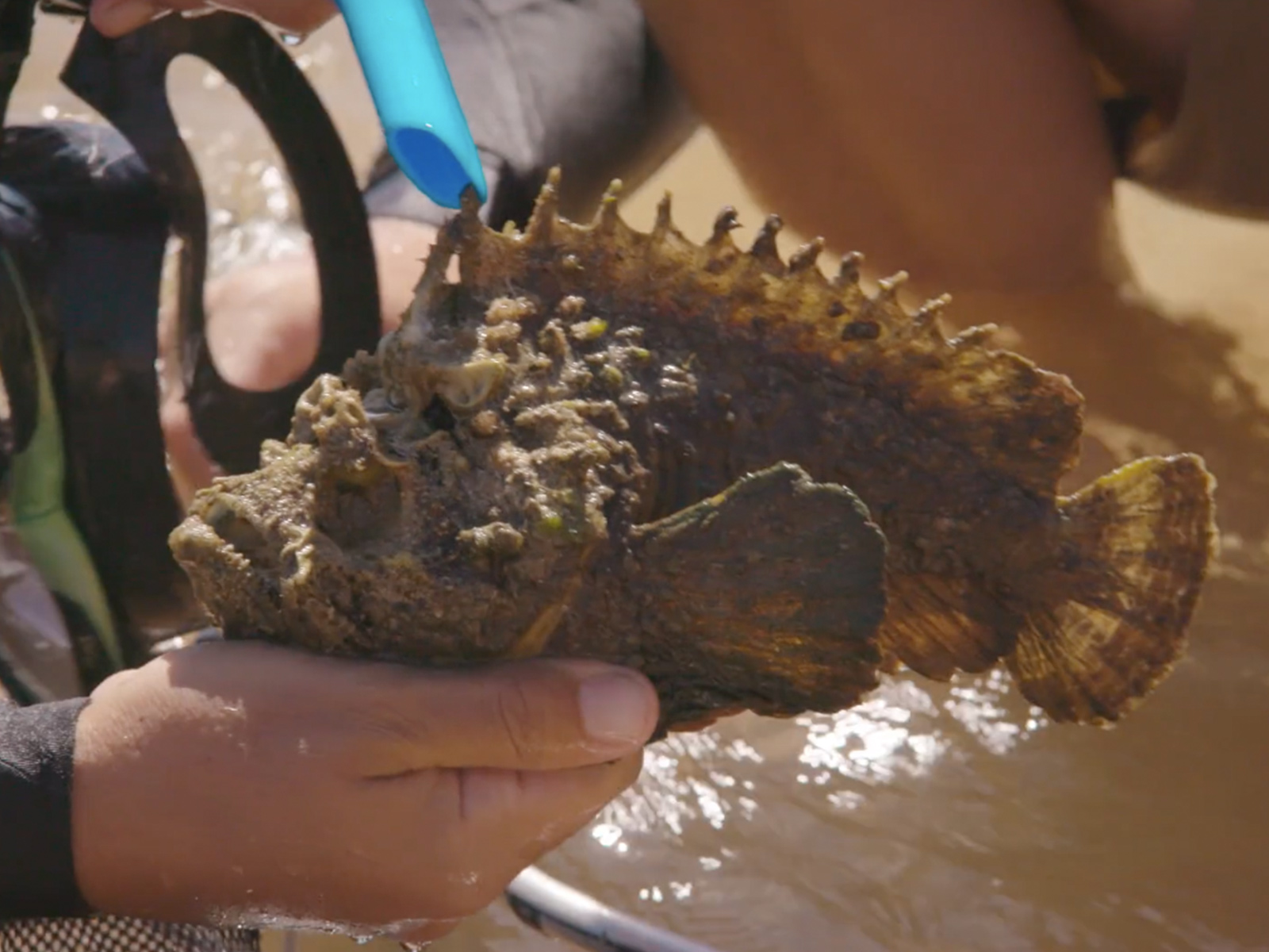 Prime Video: Outback Vet - Season 1