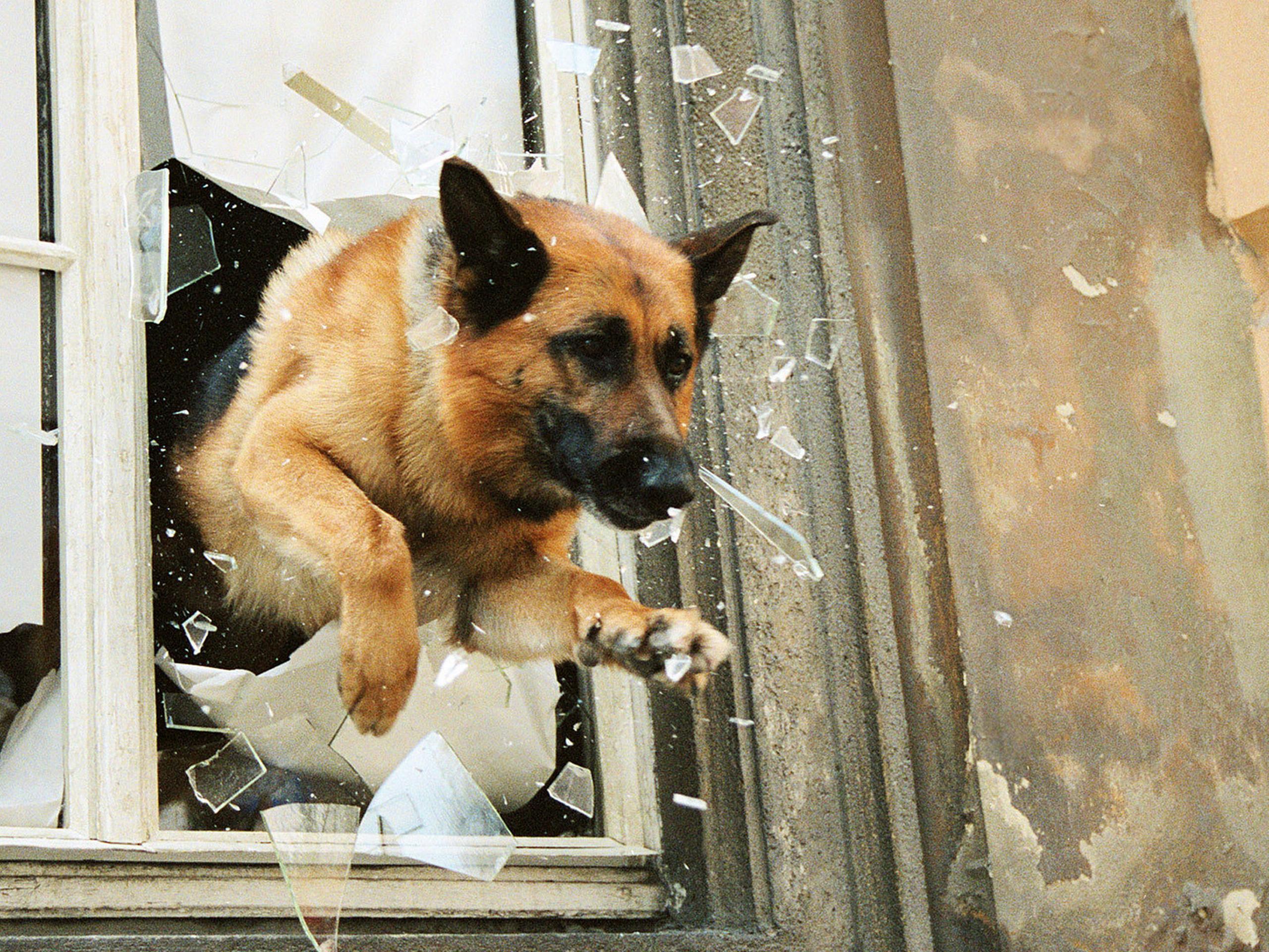 Prime Video: Rex - Saison 7