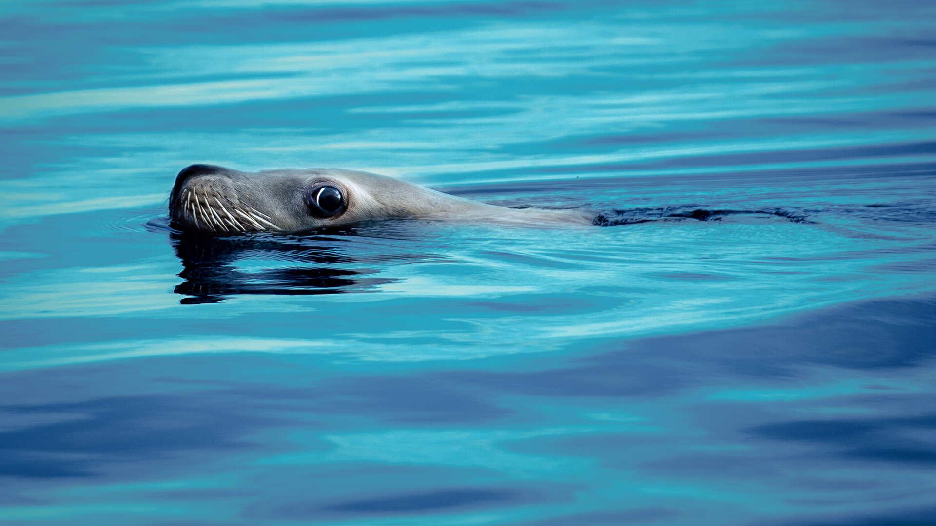 Prime Video: Wild Pacific Rescue - Season 1