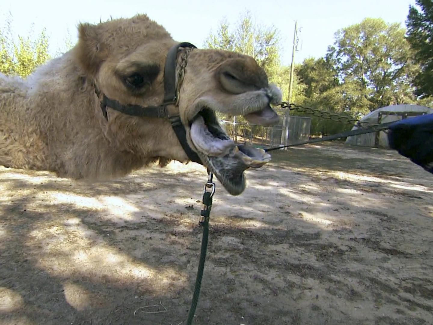 Prime Video: Swamp Brothers - Season 1