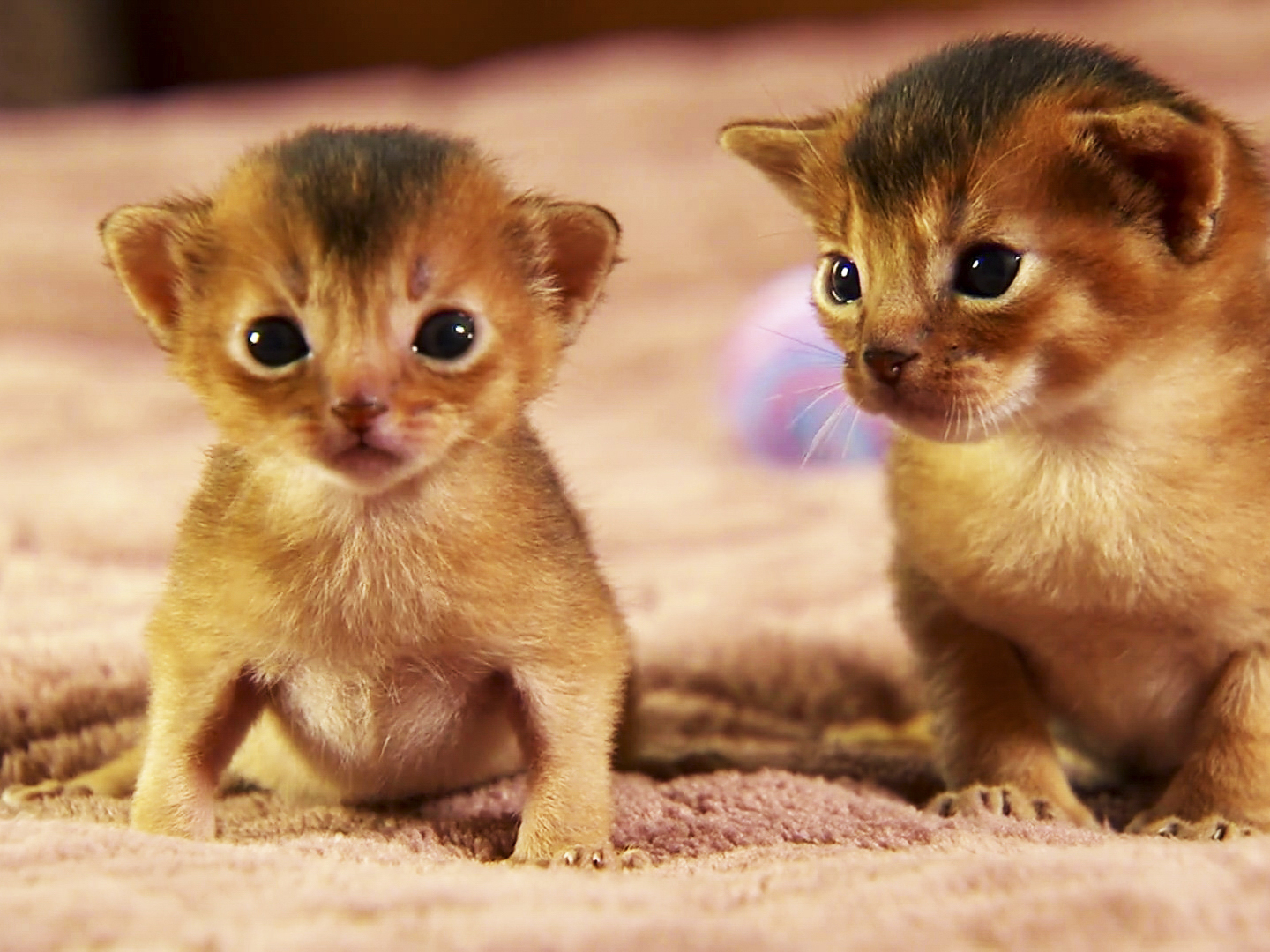 Prime Video: Too Cute! - Season 1