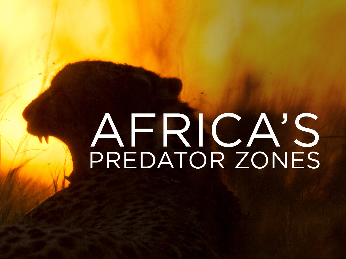 Prime Video: Africa's Predator Zones - Season 1