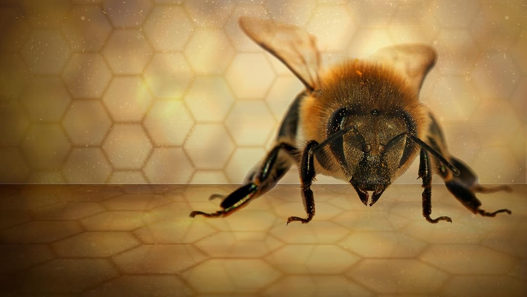 Watch Great Bee Adventure, The | Prime Video