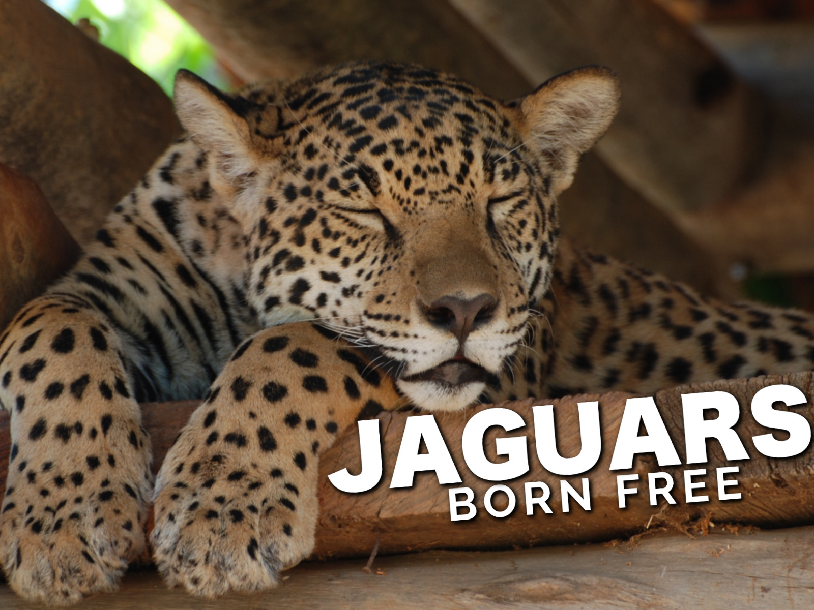 Prime Video: Jaguars: Born Free, Season 1