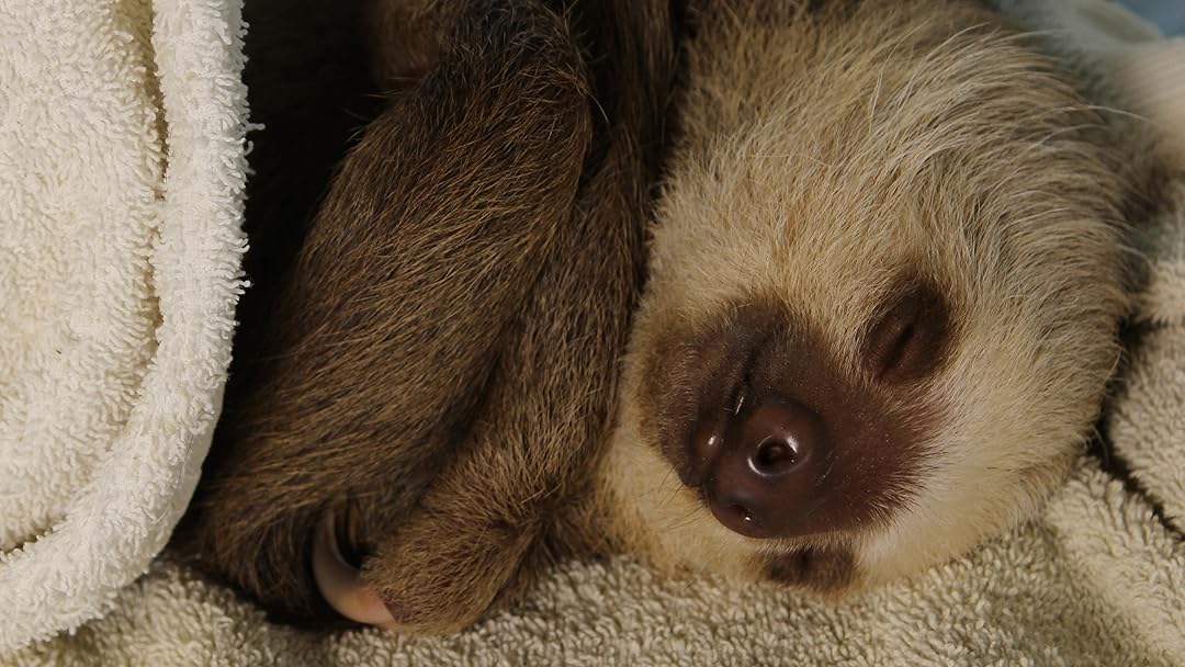 Prime Video: Meet The Sloths - Season 1