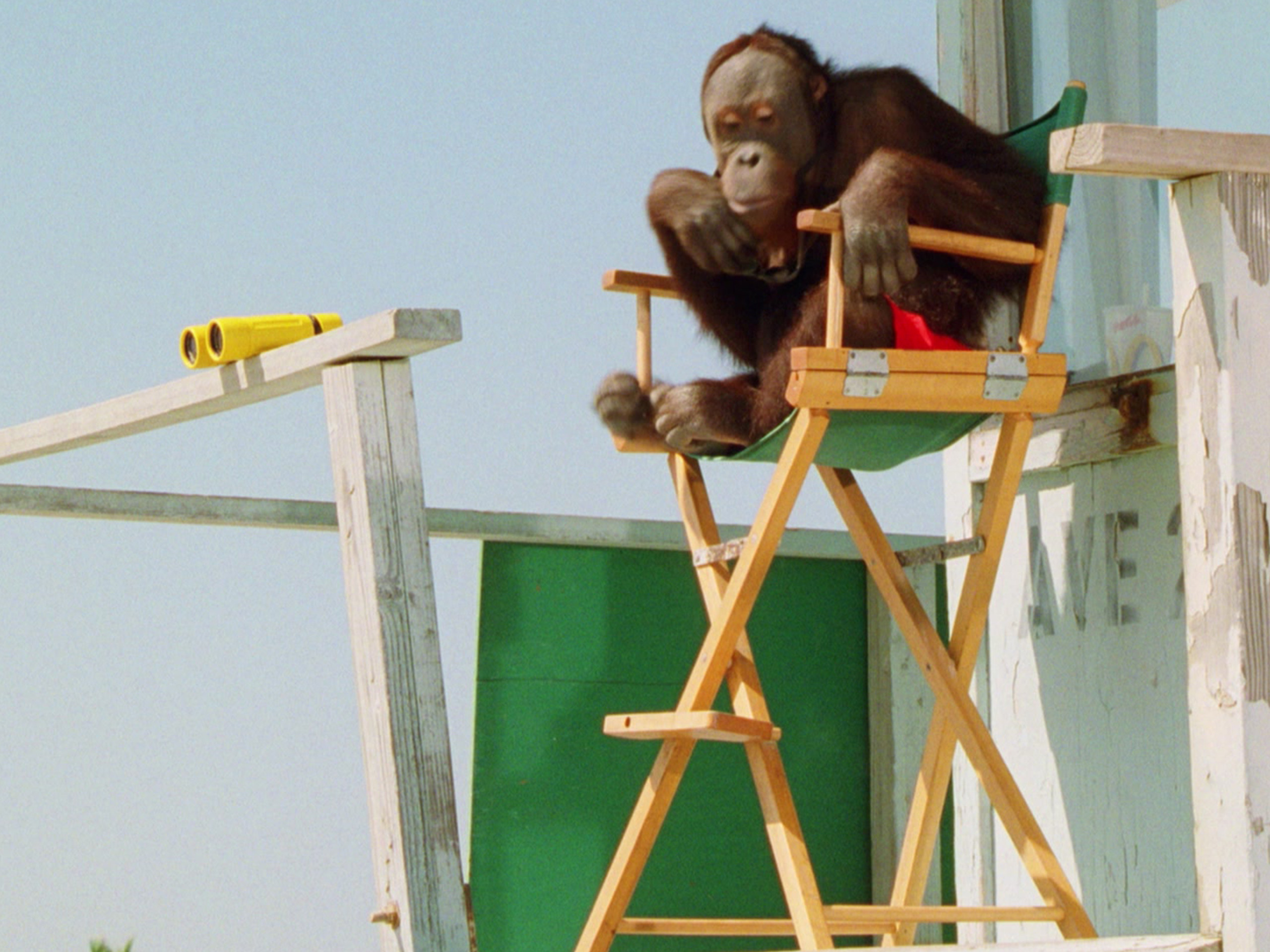 Prime Video: Baywatch, Season 9