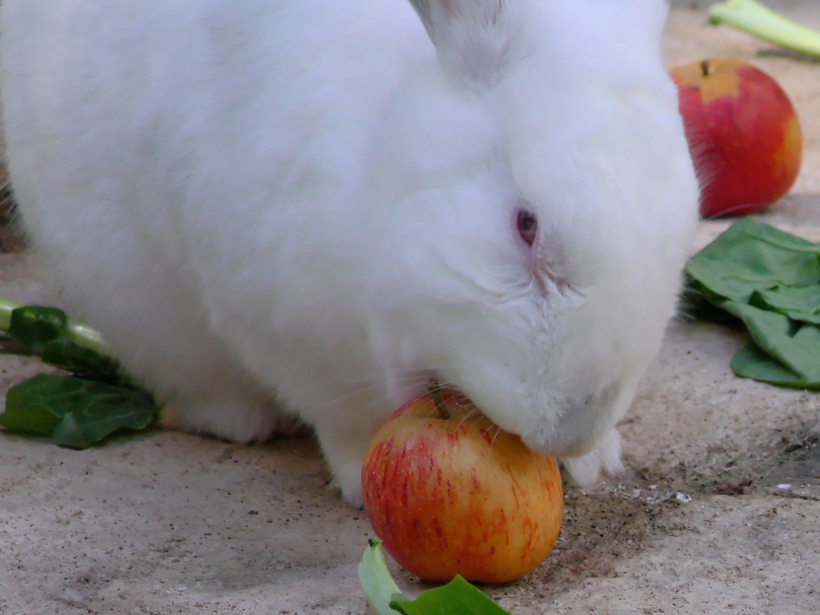 Prime Video: Pet Channel