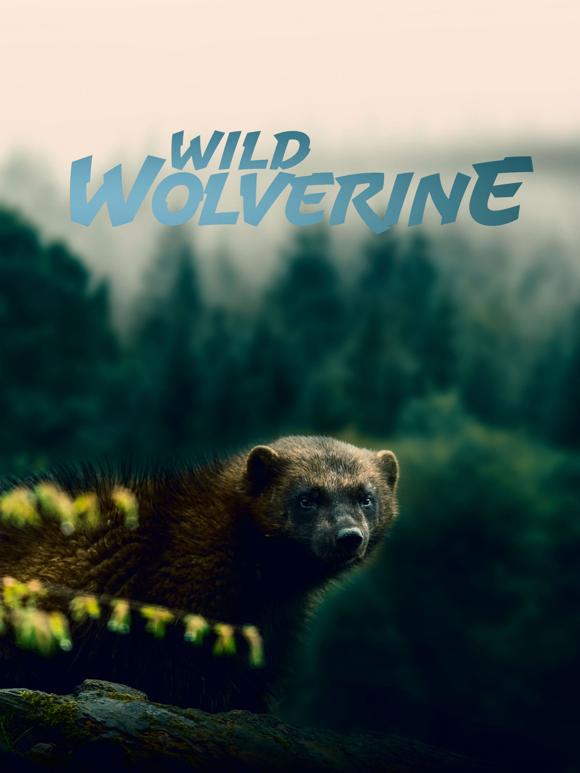 Prime Video: Wild Wolverine
