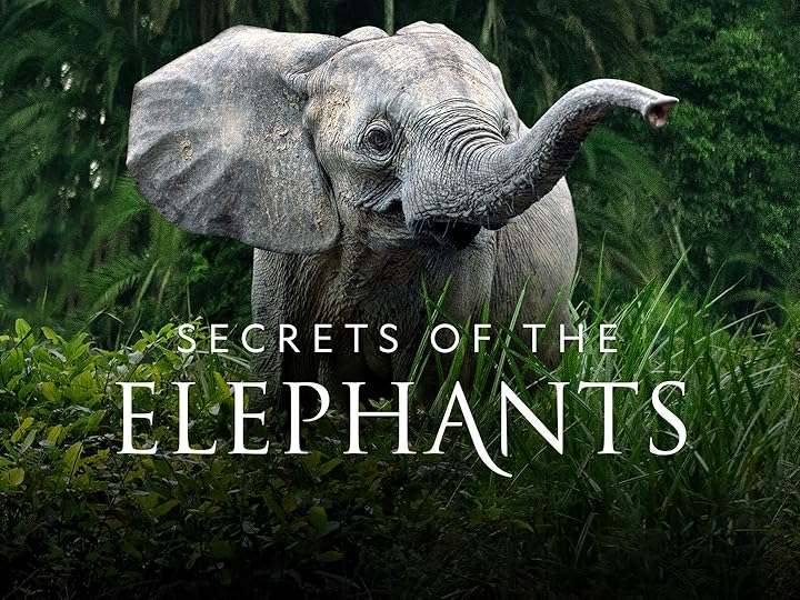 Prime Video: Secrets of the Elephants - Season 1
