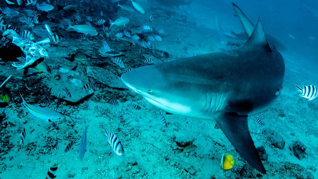 Amazon.de: Bullenhaie auf dem Vormarsch - Season 1 ansehen | Prime Video