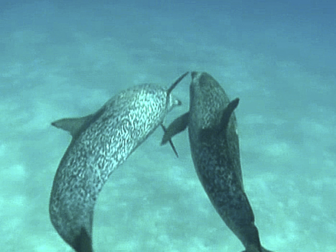 Prime Video: Dolphin Days - Season 1