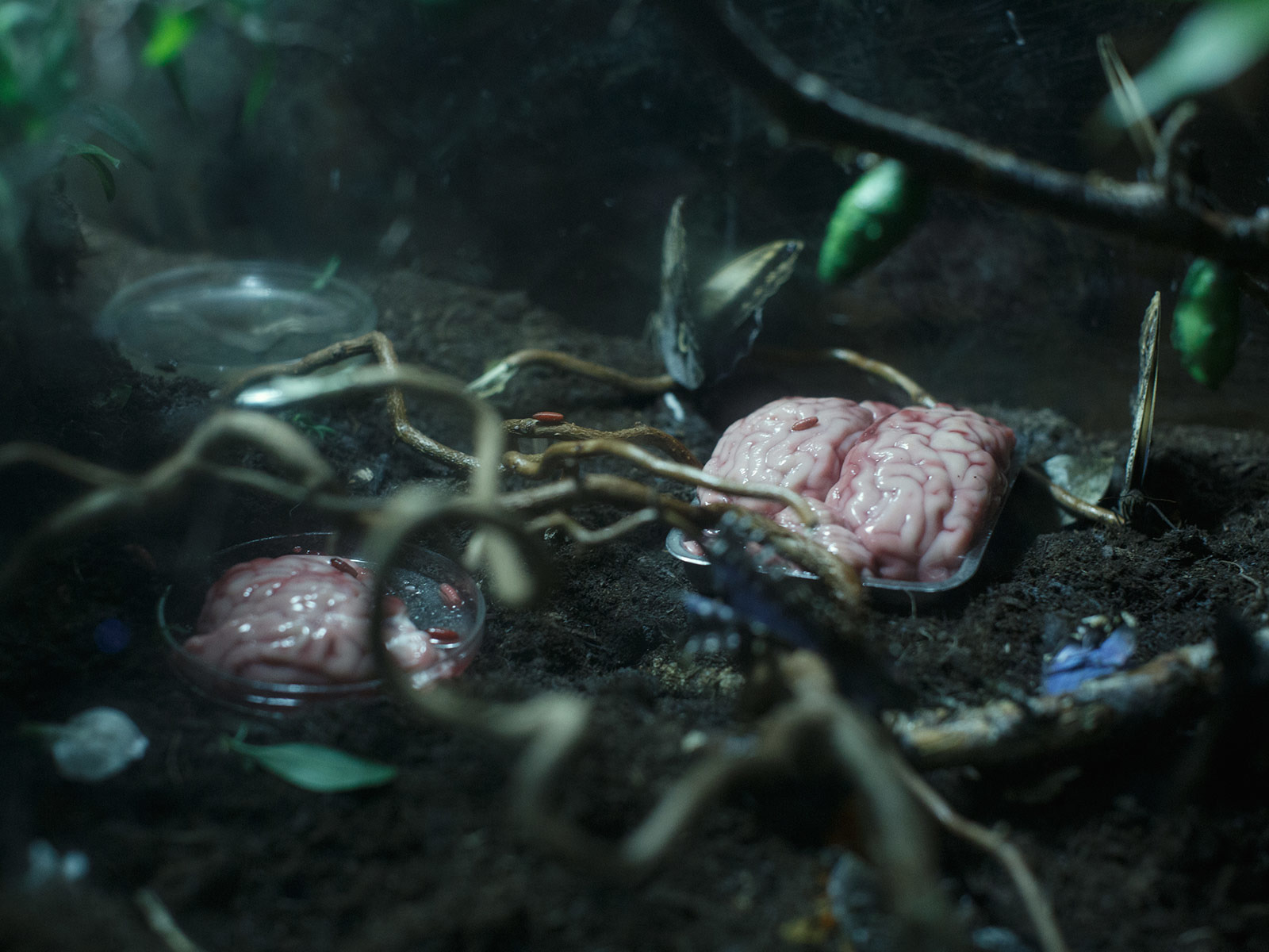 Prime Video: Jordskott